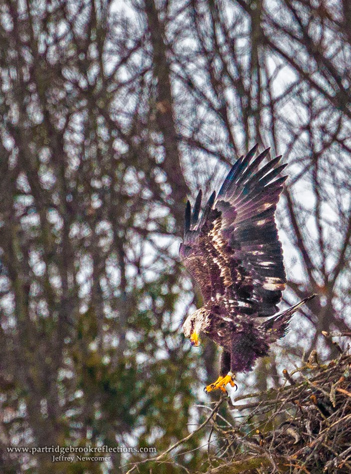 Getting it Right in the Digital Camera : Fallen Eagles Gallery