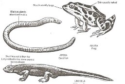 Pengetahuan Tentang Amphibia | Bios Better