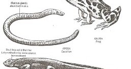 Pengetahuan Tentang Amphibia | Bios Better