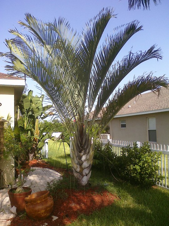 A Quality Plant: Triangle Palm - Florida Wholesale Palms - A Quality Plant