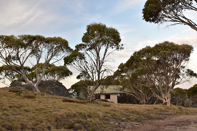 Goin' Feral One Day At A Time: Cleve Cole Hut to Mt Wills, AAWT, Alpine ...