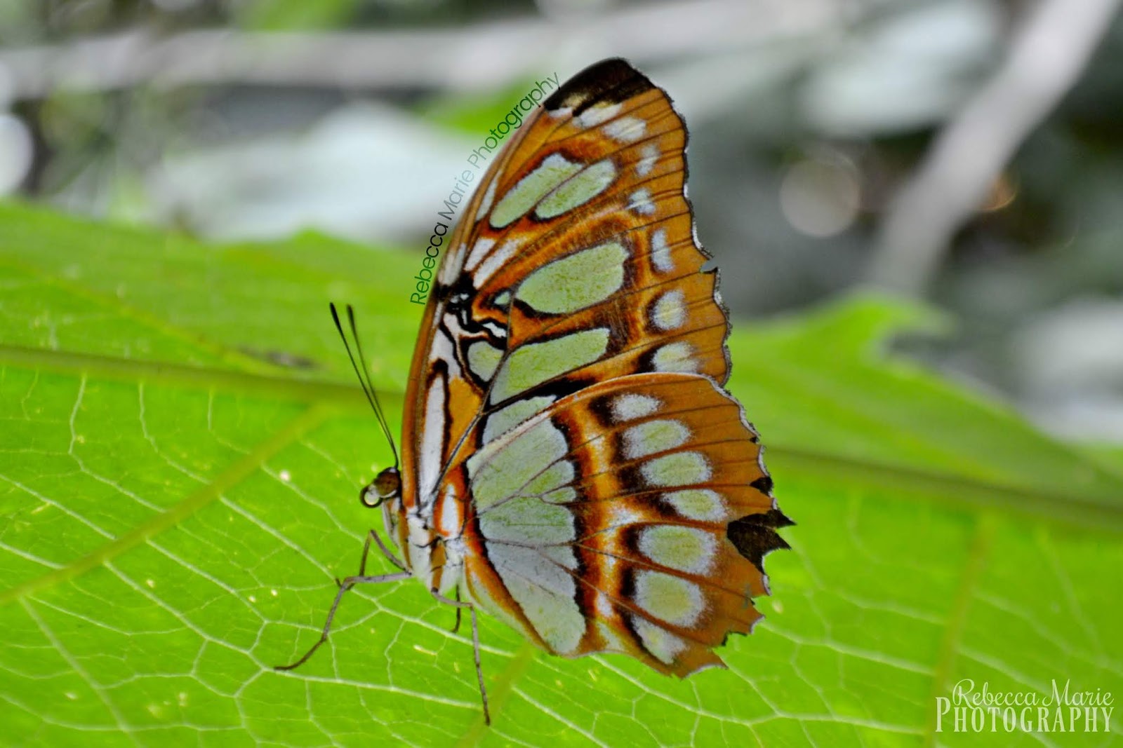 Butterfly Days: My Photos from the Magic Wings Butterfly Conservatory