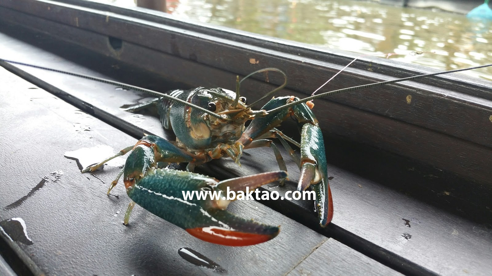 Prawning for Yabbies at Orto, Bottle Tree Park