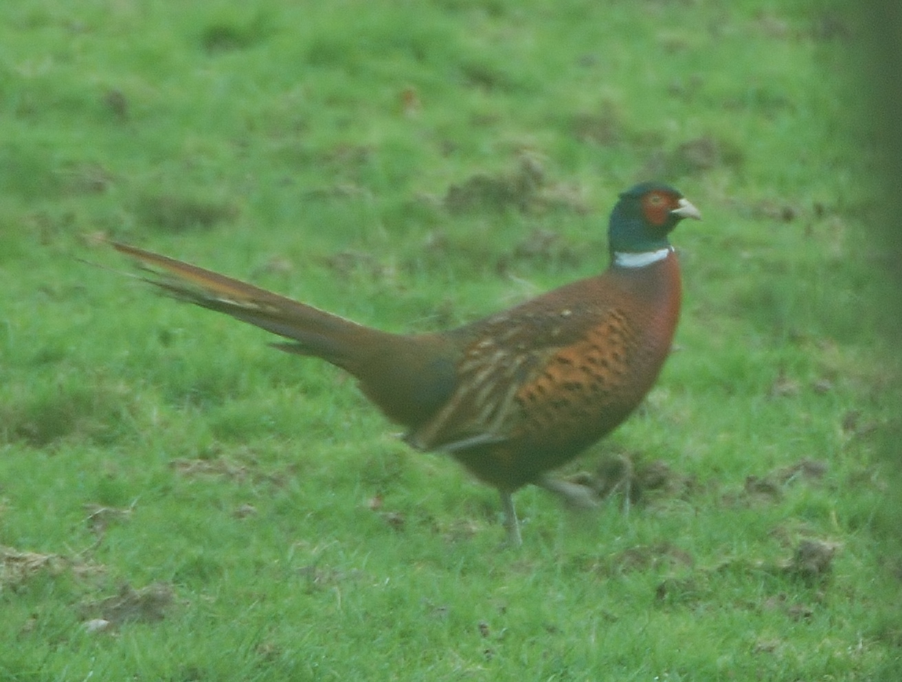 Beachborough Park Wildlife Sightings Folkestone Kent: Bird Sightings ...