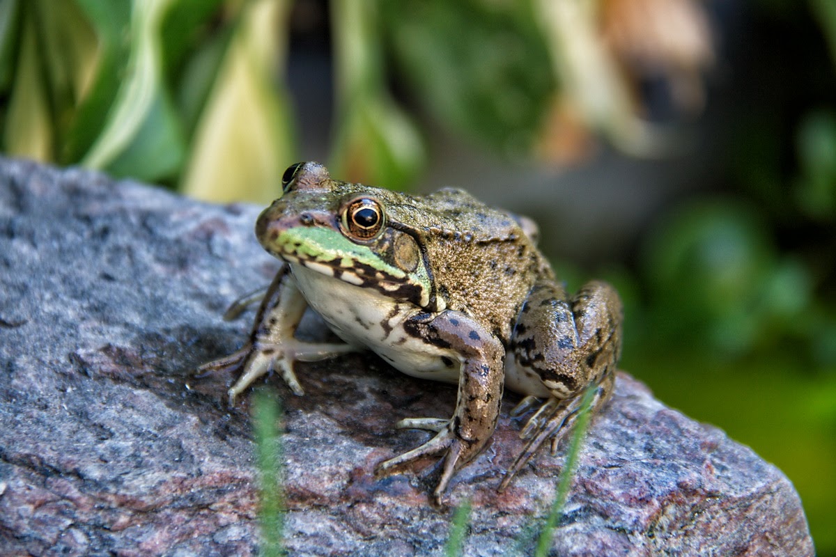Eye Candy: Frog's Point Of View.