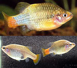 All of Xenotoca eiseni aquarium fish maintenance, nutrition ...