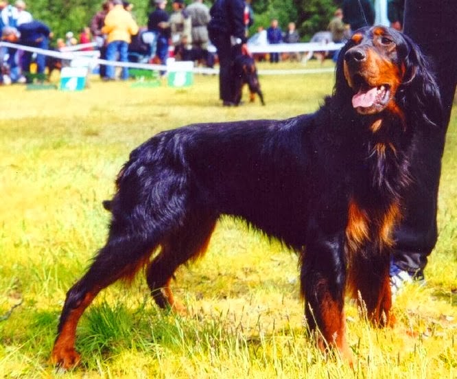 Jurnalul Venatorilor: Despre setteri şi originile lor