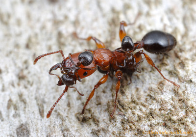 Onoaja: Ragam hewan semut dunia yang menggoda