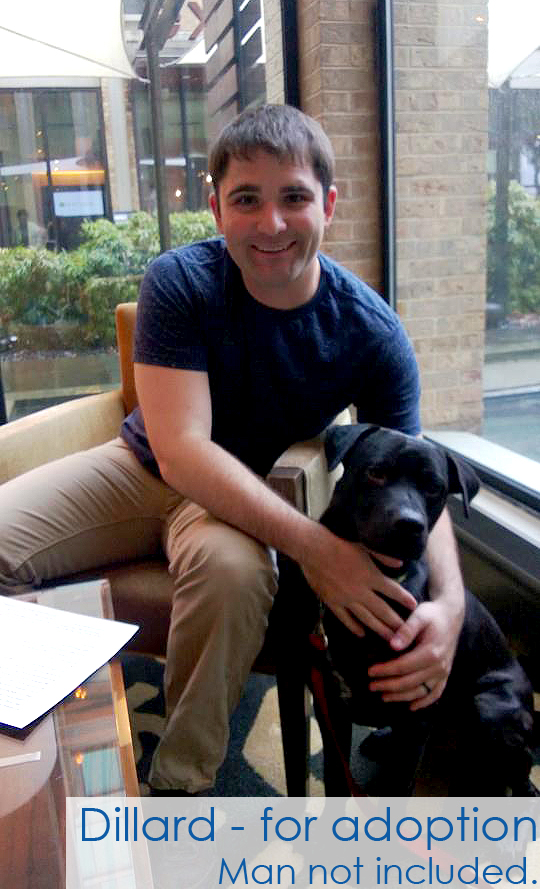 Dogs on Deployment's Presidential Thoughts