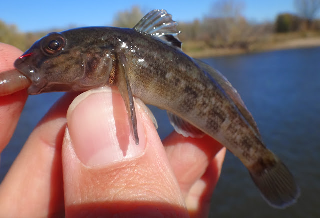 Ben Cantrell's fish species blog: Round Gobies in the Illinois River