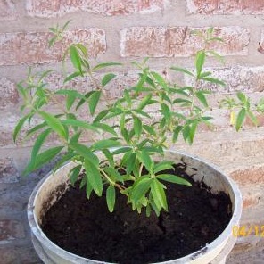 MALINALLI · herbolaria médica: TÉ DE BURRO, BURRITO · Aloysia polystachya