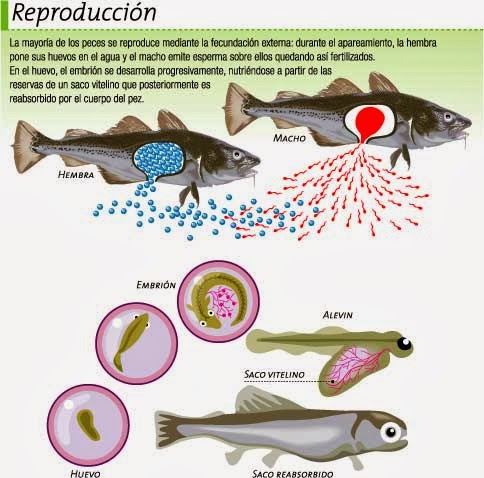 el blog de ciencias: LOS PECES SON OVÍPAROS
