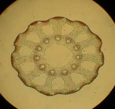Embryophytas: Equisetopsida