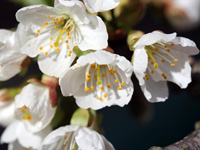 invata-pomicultura: ciresul