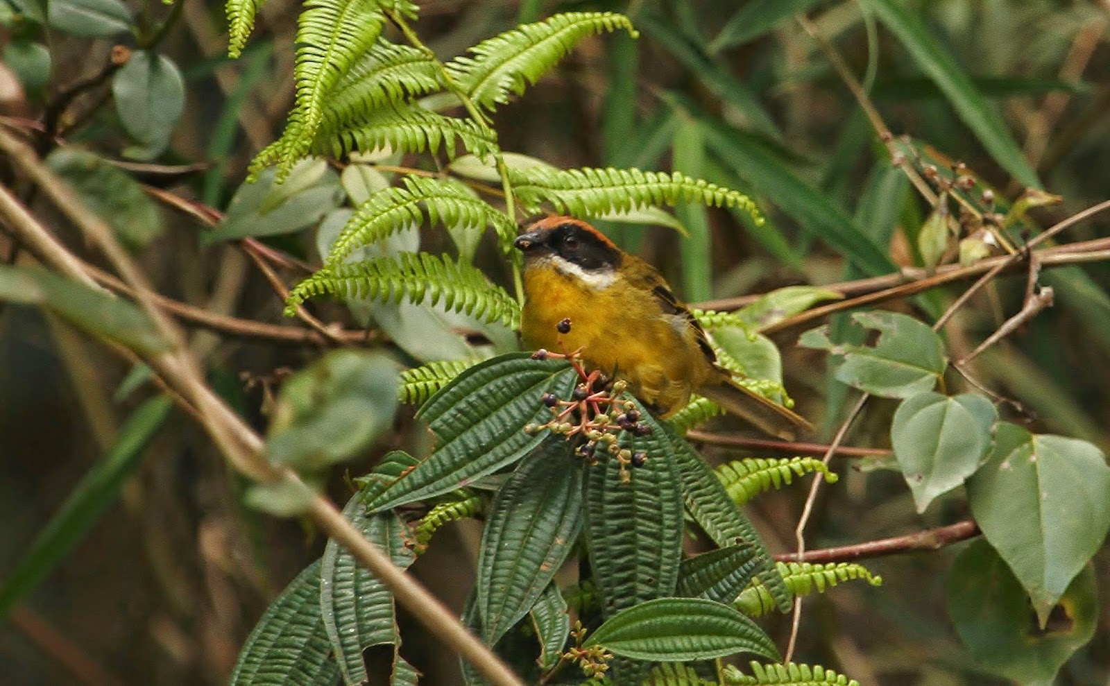 Nuestro bello mundo...: Birding Tour in the Andes, Merida and Barinas ...