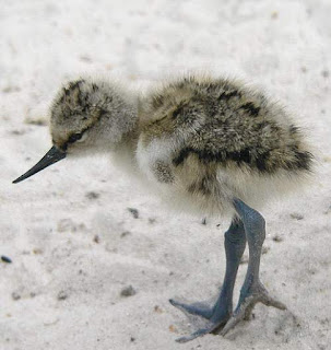 Pied avocet photos | Birds of India | Bird World