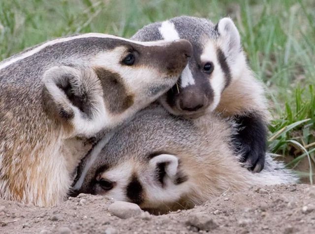 Animale comice | haioase | amuzante | funny