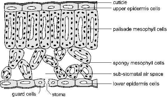 Water Balance in Plants: Leaf Adaptations