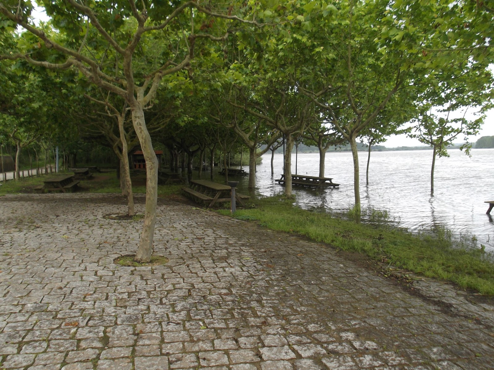 Chá de Limonete: maio 2016