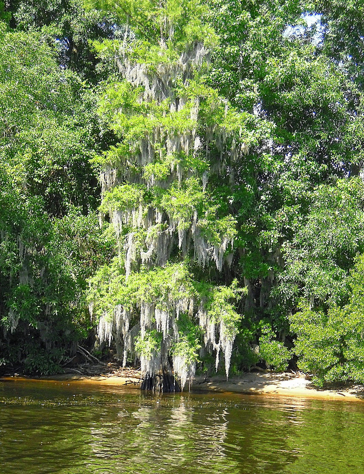 Quality And Quantity NC Angler Forums