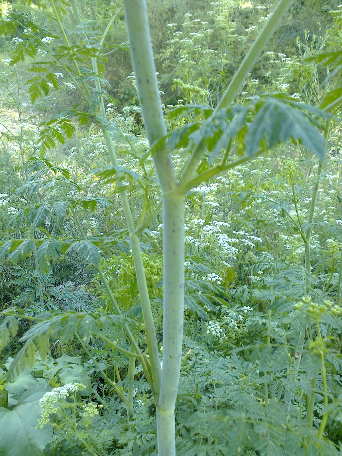 Timp liber: Posibile confuzii (partea a II-a) Morcovul salbatic vs. Cucuta