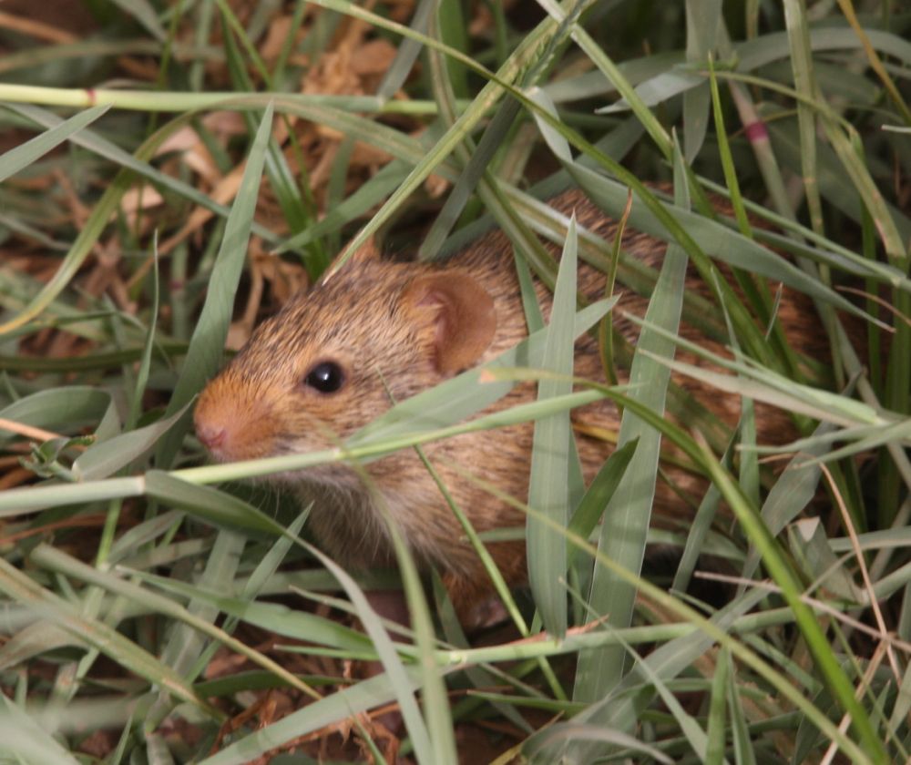 Birding Sudan: June 2012