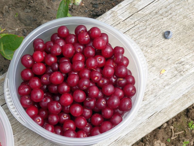 Rural Revolution: Cherry purée