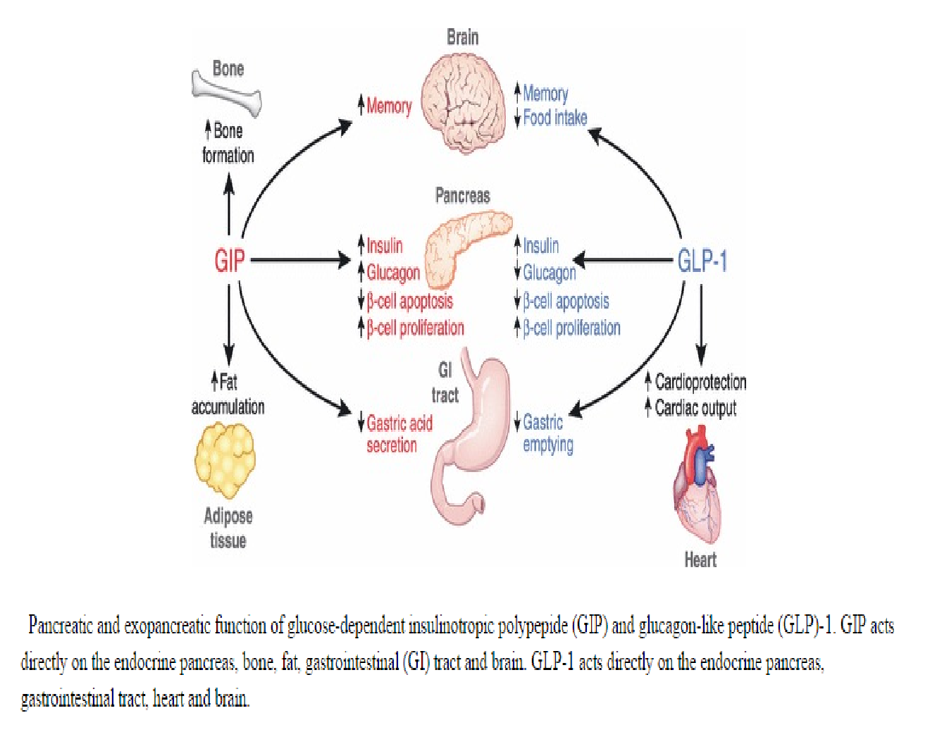 RDO: Gabor Erdosi: on GIP and GLP-1 and harmful effects of processed foods
