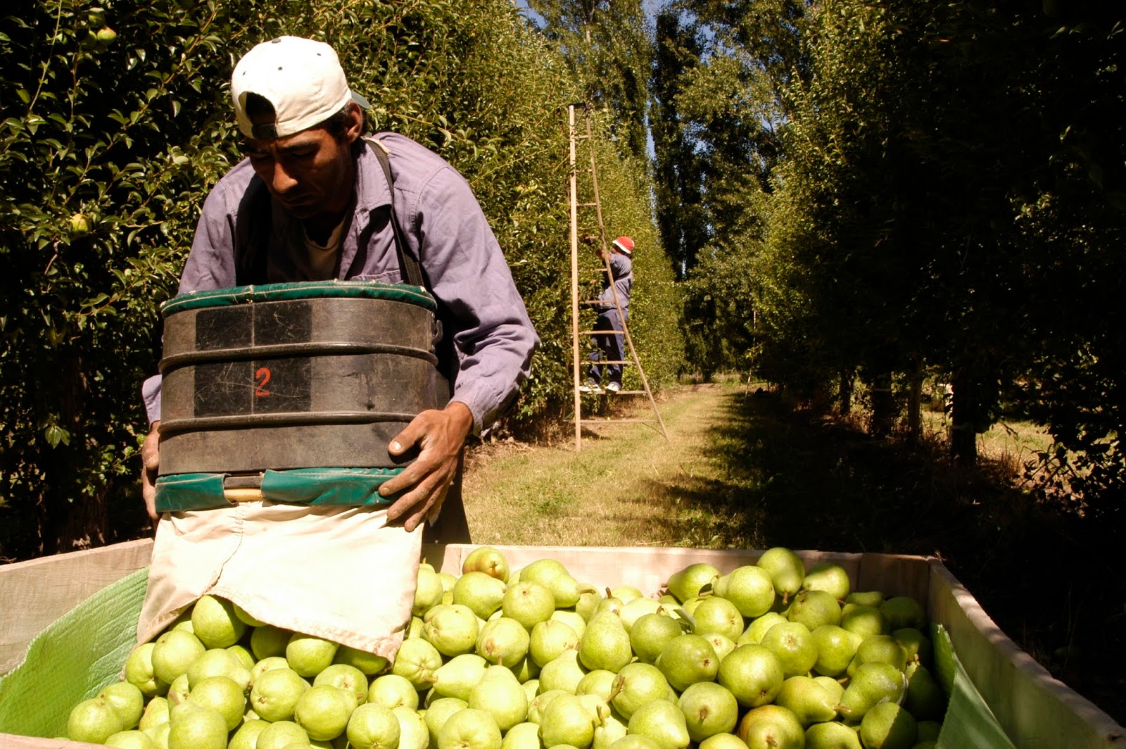 LAKELEE ORCHARDS LTD. SOLICITA 44 TRABAJADORES AGRÍCOLAS O DE GRANJA ...