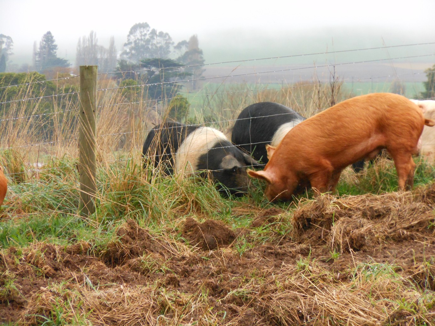 Leven River Farm: Tamworth Pigs