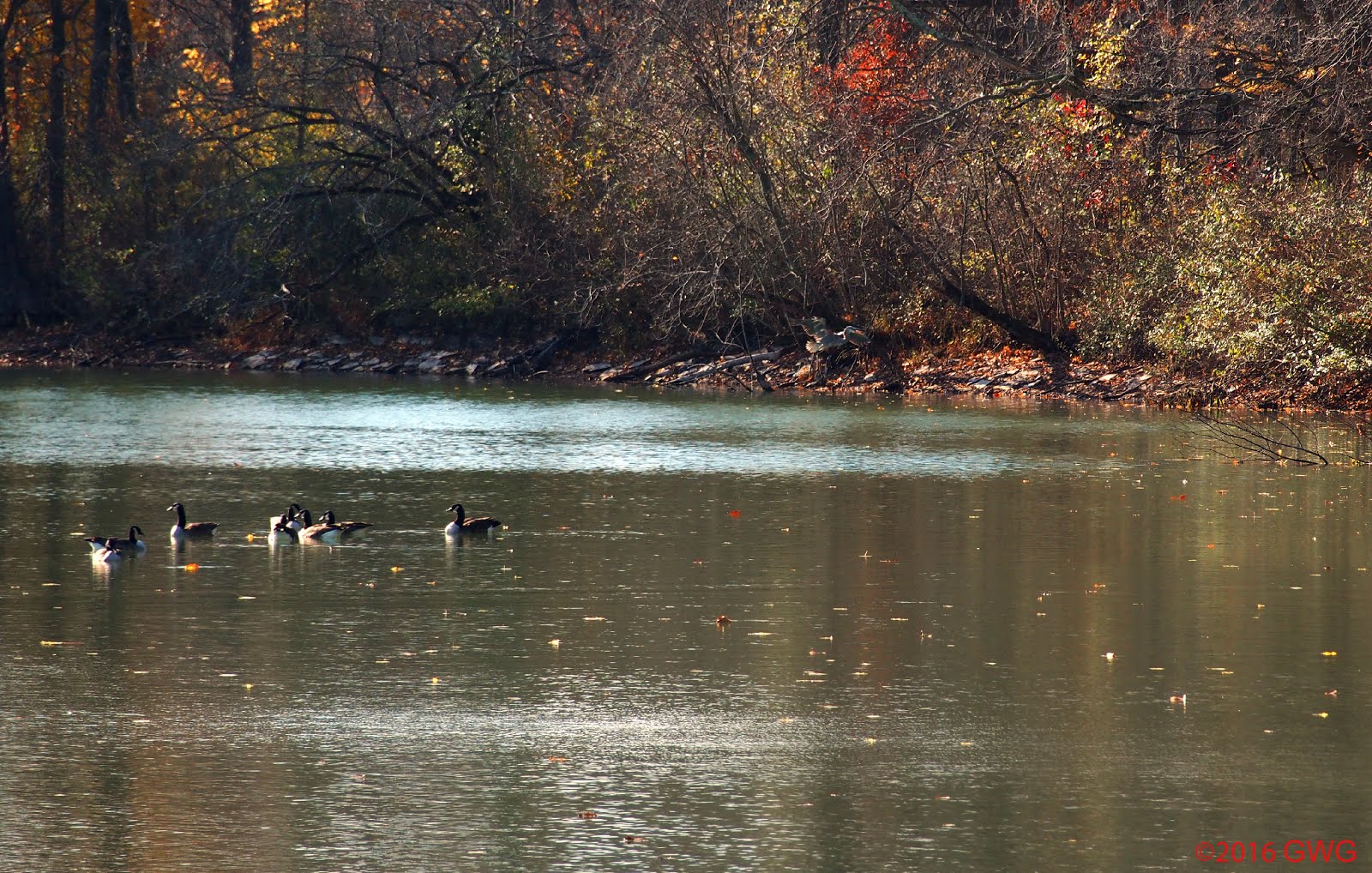 Gillette On Hillsborough: Duke Farms Autumn