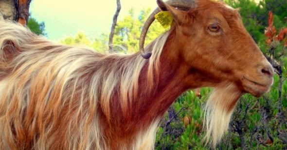 TEM BODE DIFERENTE QUE NÃO RECONHECE OUTROS BODES? | Bode Adormecido
