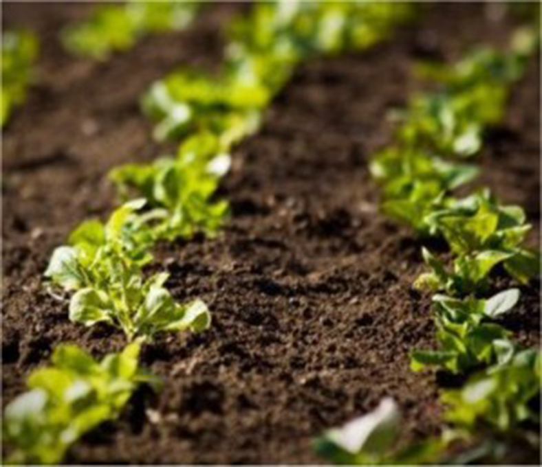 FITOSOFIA: HUMUS-PRIMERA PARTE