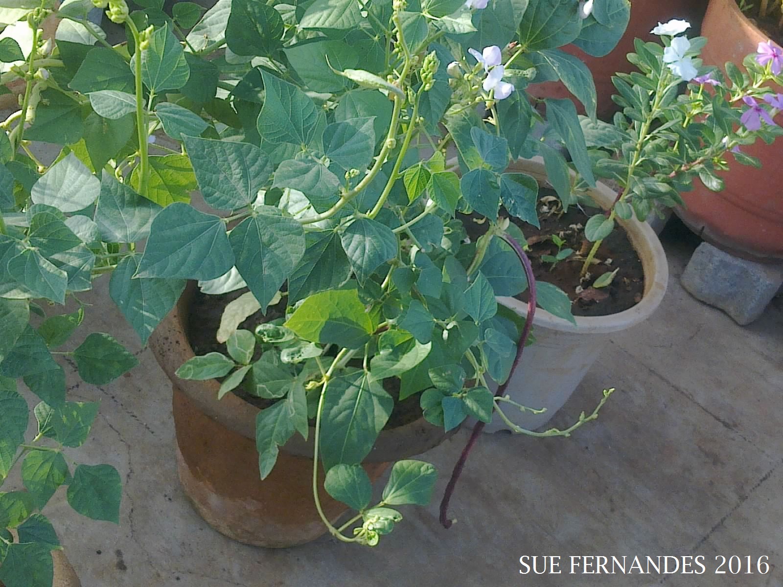 Plants Growing In My Potted Garden.: How To Grow and care for Yardlong ...