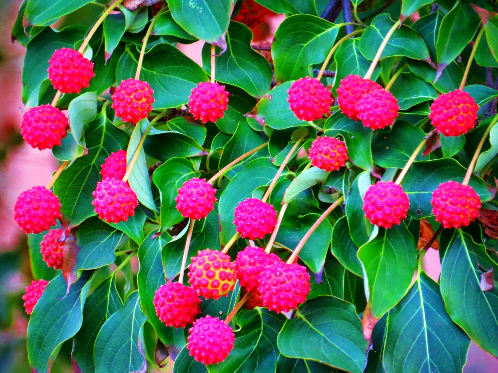 Let Your Light Shine: Big Red Bumps