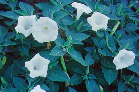 Flora de Puerto Rico Ilustrada Papo Vives: PLANTAS ALUCINÓGENAS EN PR