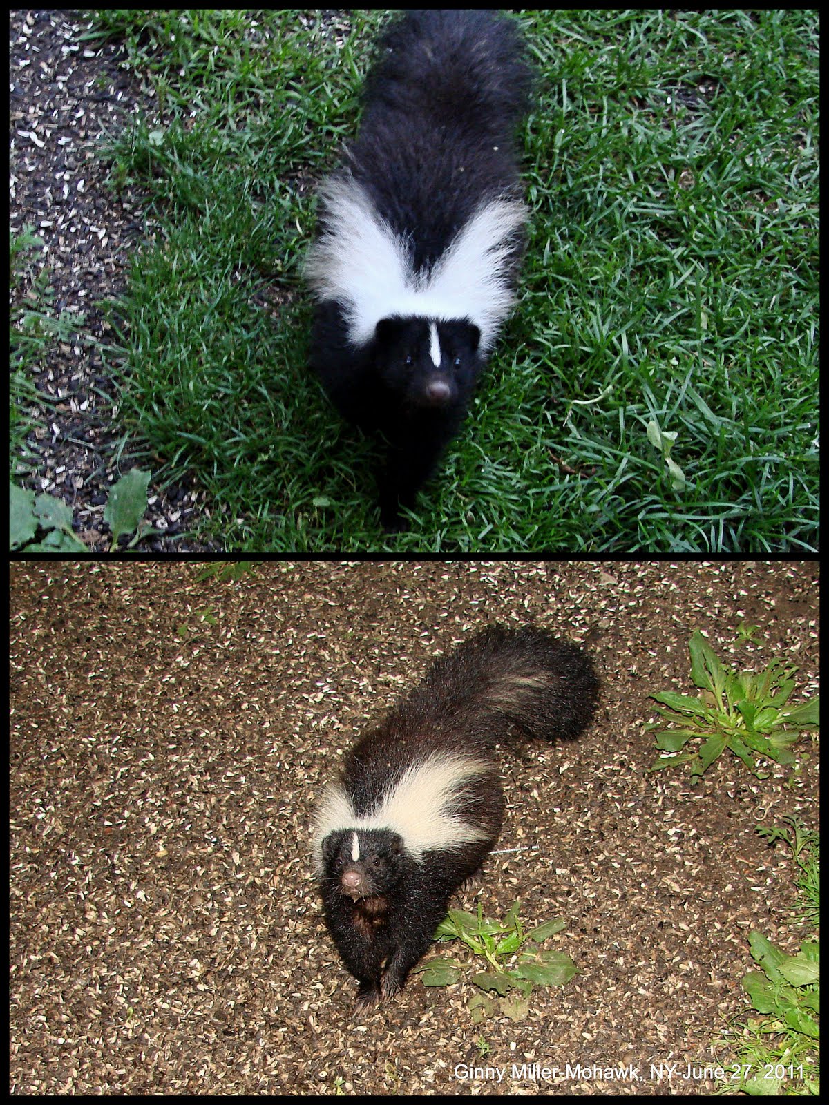 Photography By Ginny: June 26th-27th-2011-Birds-Woodchuck-Deer-Skunks