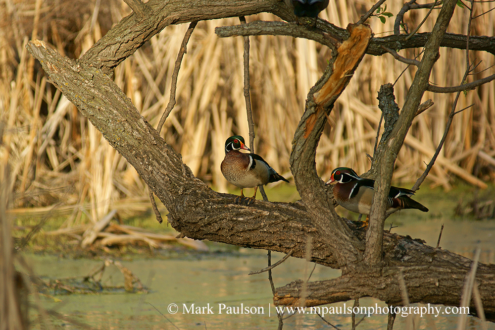 MAP Artistic Photography: Photo of the Day: Male Wood Ducks, Minnesota