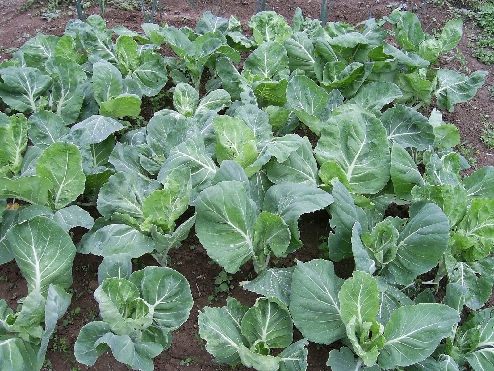 As couves | A Horta e a Cidade