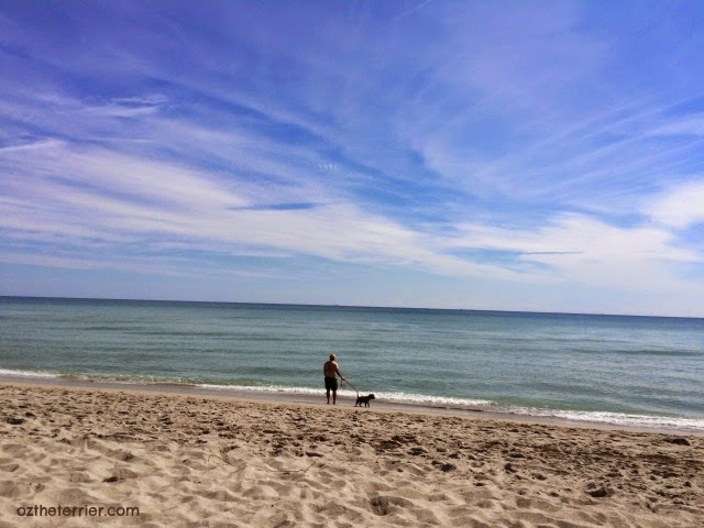 Birthday Fun at Jupiter Dog Beach | Oz the Terrier - Lifestyle Dog Blog