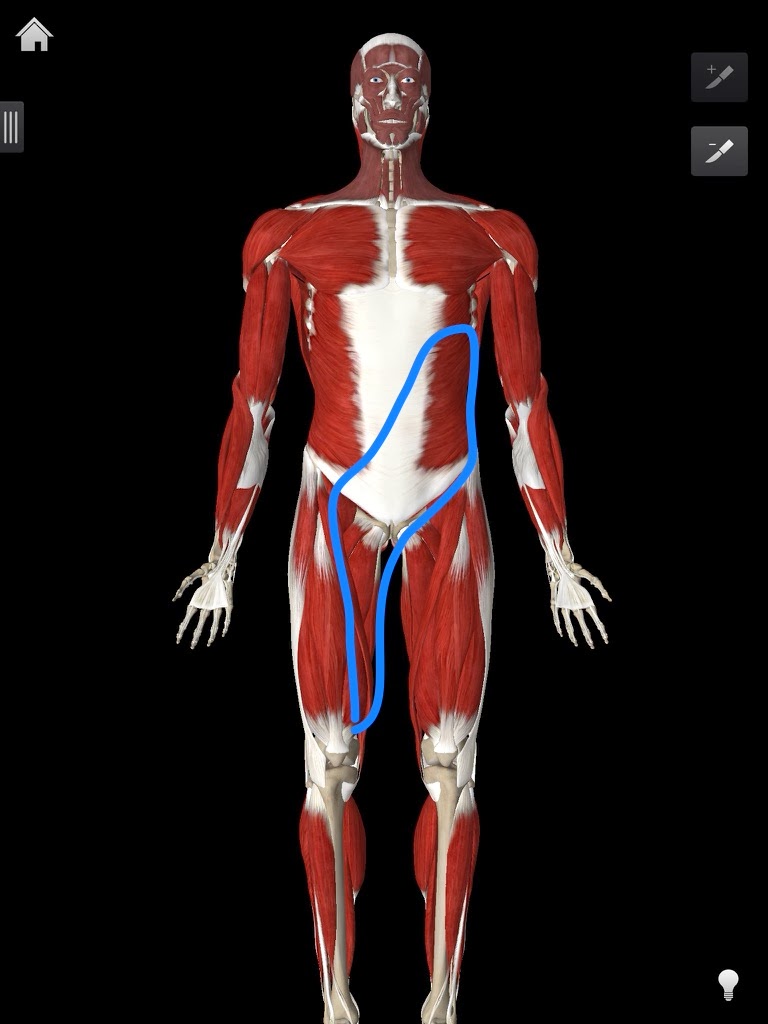 Anterior oblique system | OSR Physical Therapy