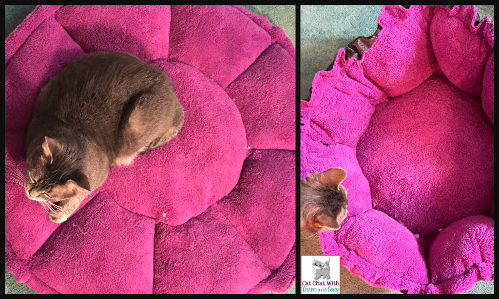 Cat and DOG Chat With Caren: Cat is "Happy as a Clam" in his Jackson ...