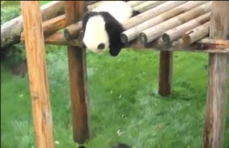 Que hacer: Vídeo de pandas jugando