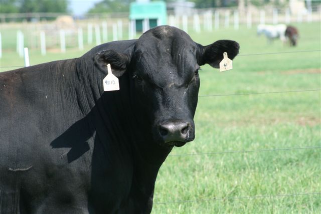 Austin Cattle Company: 10 head of 2 yr old angus bulls bred by Express ...