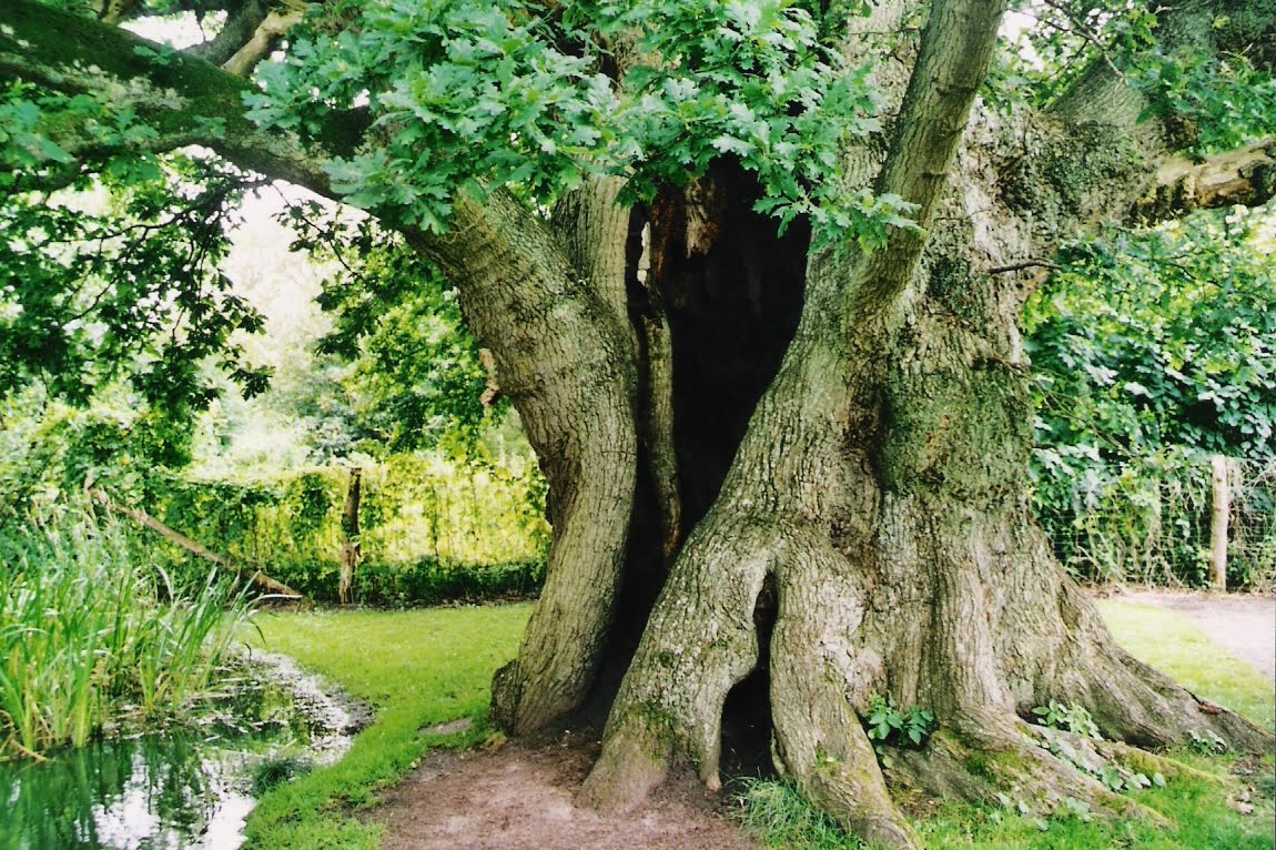 Thyra: Christmas Tree - once a Pagan Tree