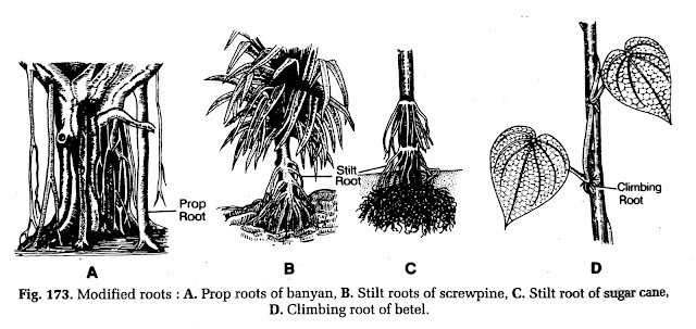 Botanica: MORPHOLOGY OF ROOT
