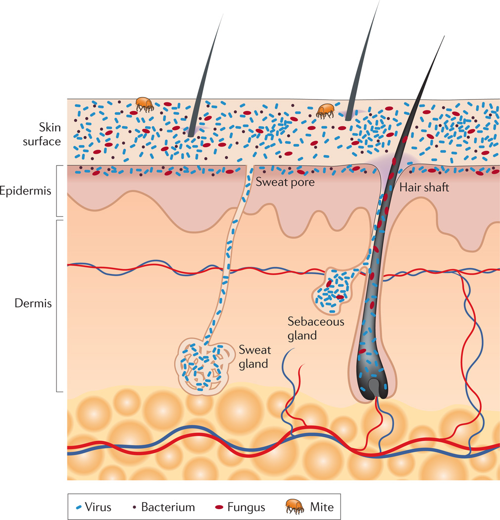 Olfactics and Olfactory Theranostics: Body Odor and Skin Bacteria
