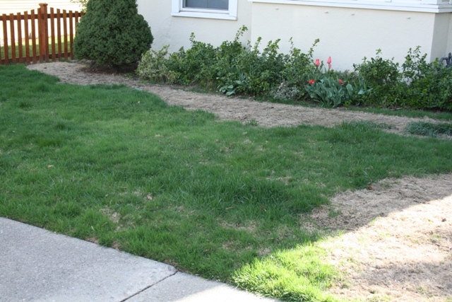 The Flower Bin: What's wrong with my lawn