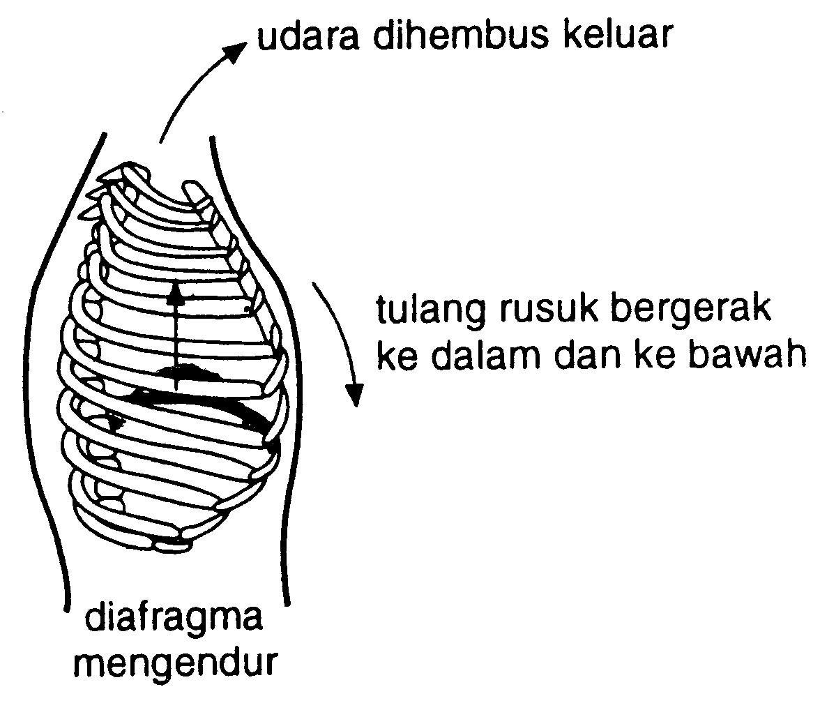 Cikgu Karthi: Sains :Respirasi