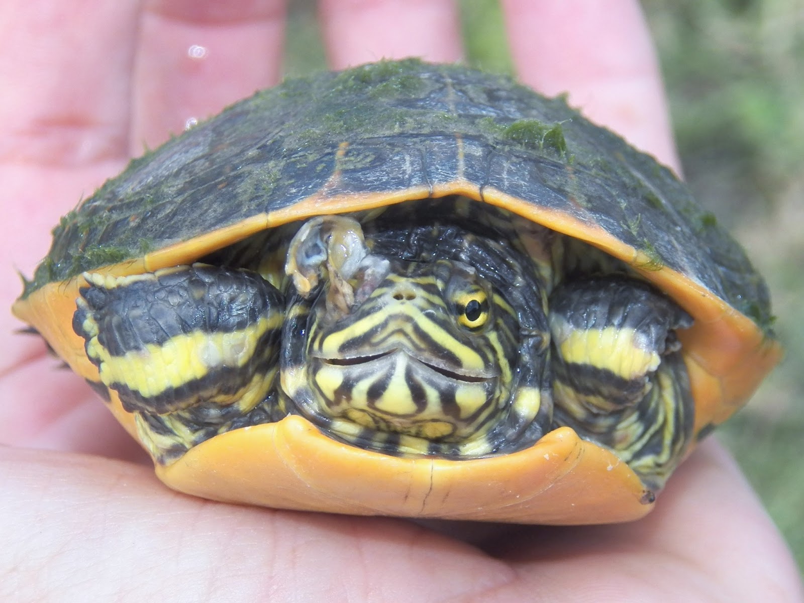 My Backyard: My Injured Turtle ~ (updated)